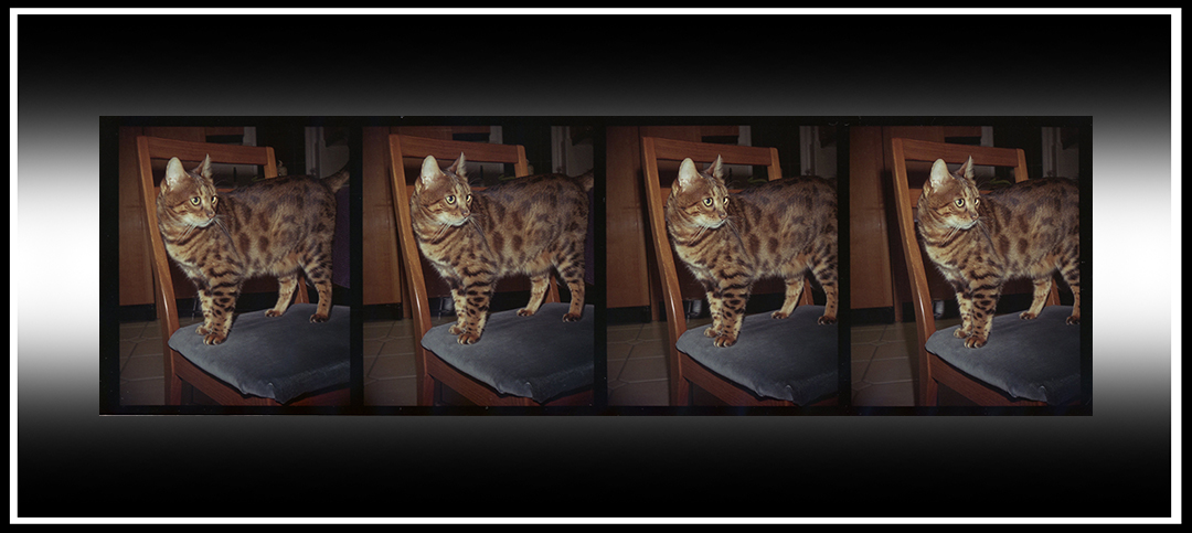 Wigglegram – The Stereoscopy Blog