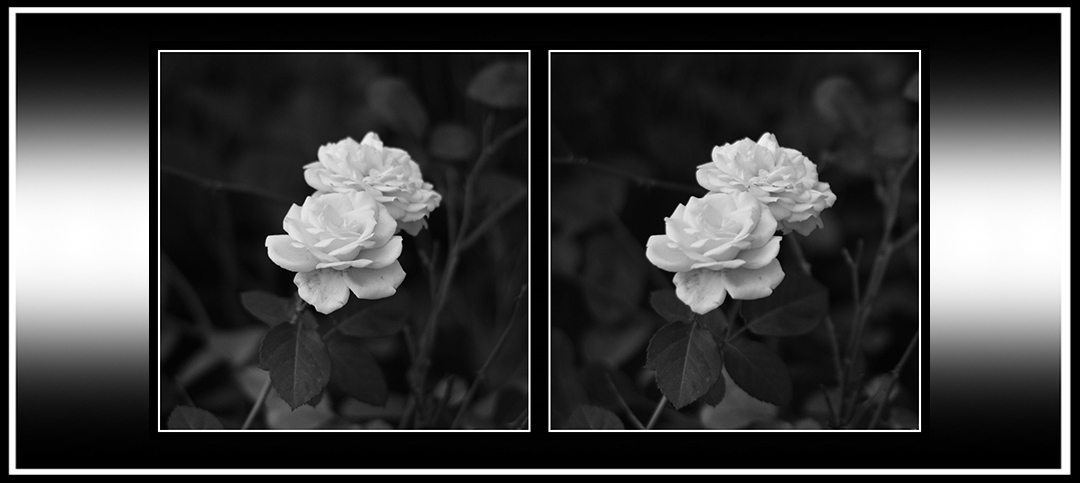 Learning to Free-View: See Stereoscopic Images with the Naked Eye – The ...