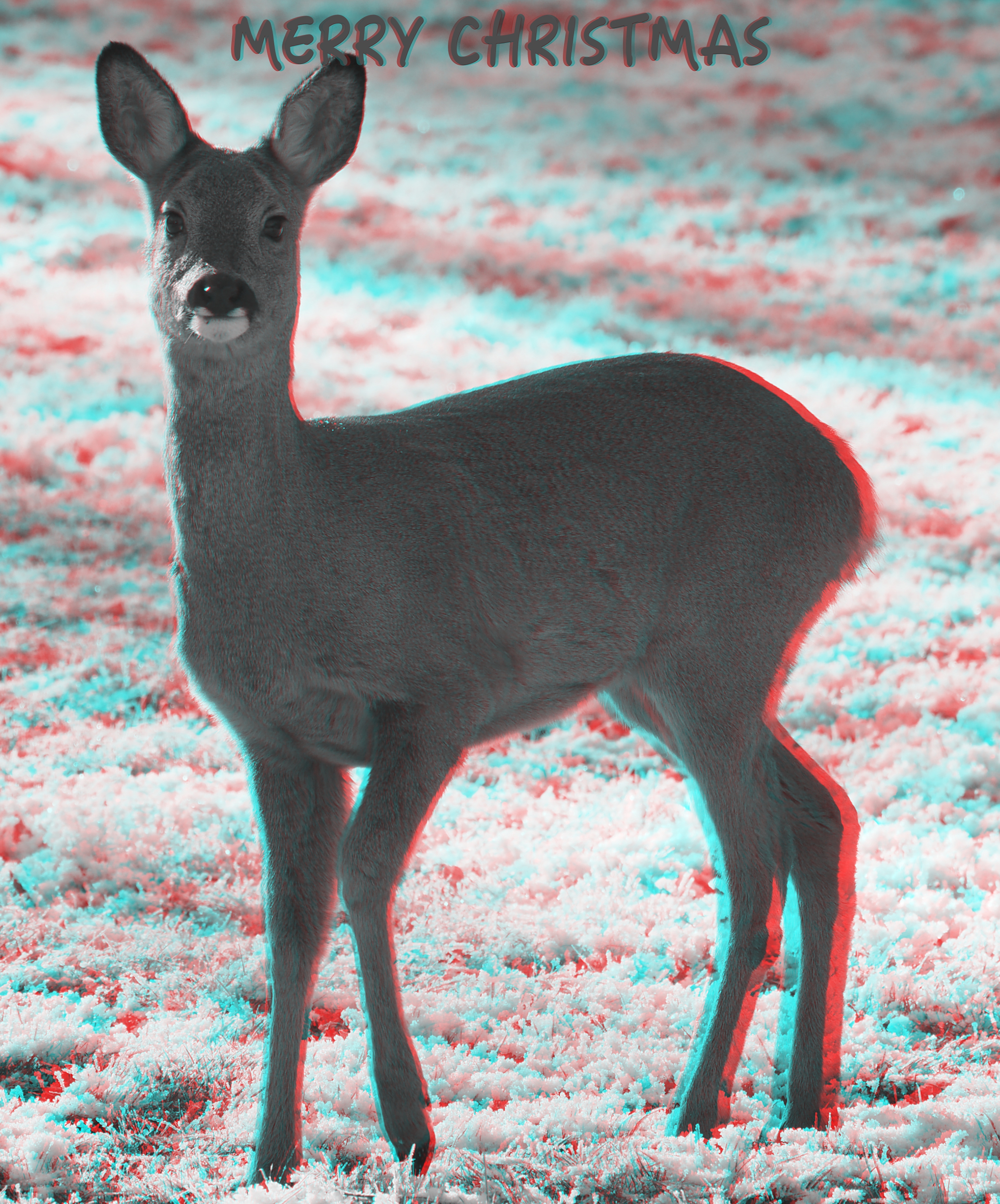 Merry Christmas from the Stereoscopy Blog – The Stereoscopy Blog