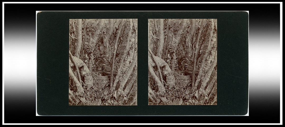 ‘The Nature Stereoscopic Club’: A Snapshot into a 1920s Circulating ...